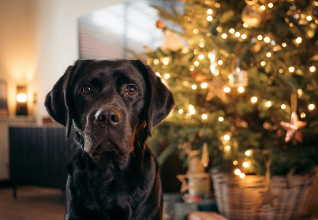 Weihnachten 2023 Mit Hund